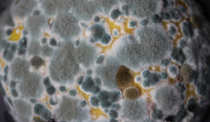 How Mold Affects Your Health - Austin Air Mold Toolkit